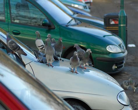 Hd Car Wallpapers Car Bonnet