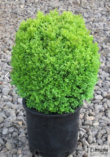 Boxwood Dwarf English 5 Gallon Cofers Home And Garden