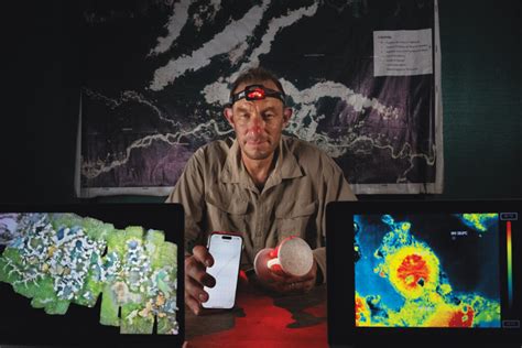 მურა დათვი