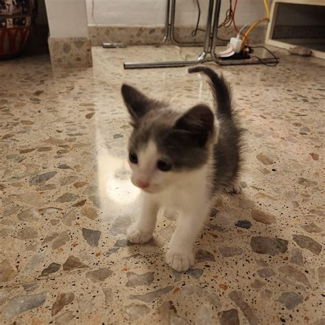 Stray Kitten Tiny Meow Rkittens