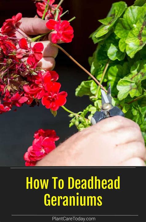 Deadheading Geraniums How To When And Why Deadhead Geranium Plants