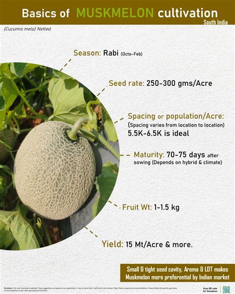 santhosh r on linkedin musk melon basic details 11 comments