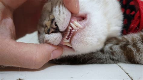 5 Common Cat Mouth Problems What Pet Owners Should Know Ask Fido