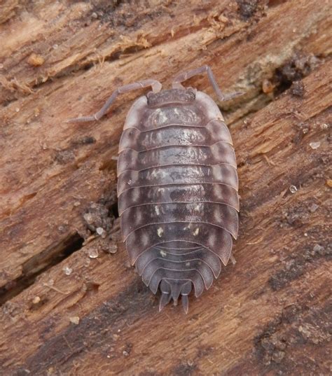 Mauerassel Oniscus Asellus Foto And Bild Tiere Wildlife Krebse