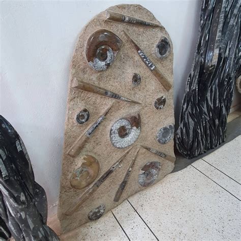 Ammonite Plate Orthoceras Selenite And Fossils