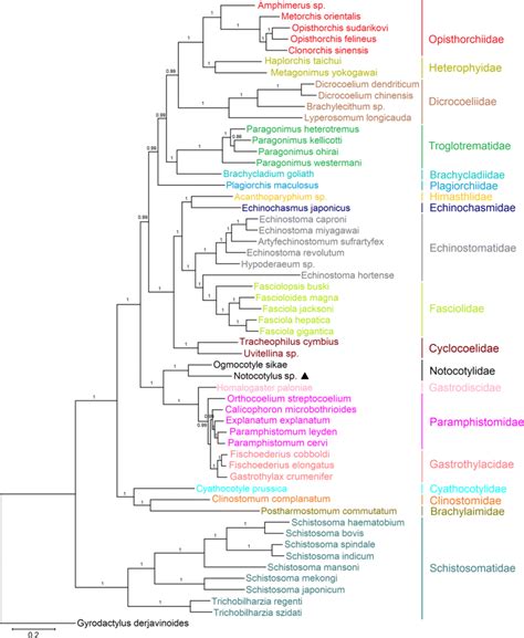 bayesian tree constructed using the concatenated amino acid sequences