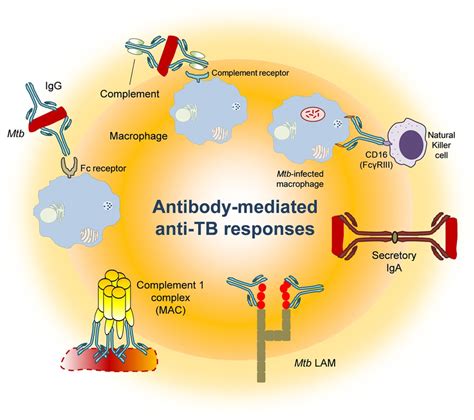 Role Of Antibodies In Antimycobacterium Tuberculosis Mtb Infection