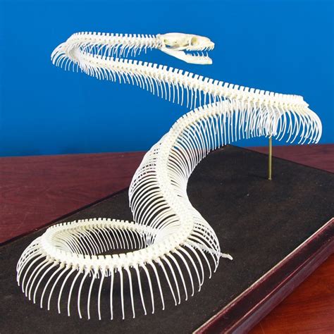 Wunderkammer Articulated Skeleton In Glazed Display Case Royal Python