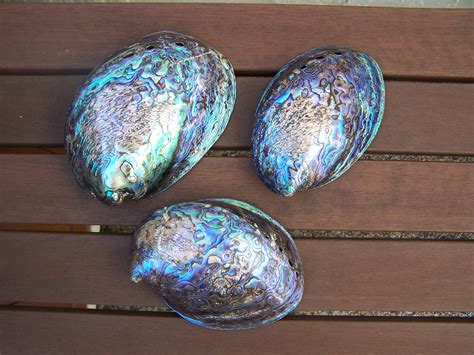 Abalone Shells Variety Best Pricing And Quality