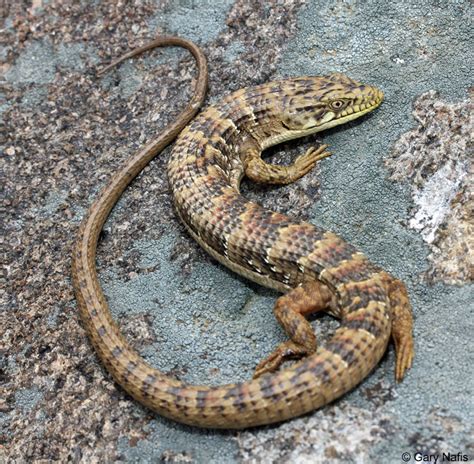 Identifying Lizards Found In California An Expanded Photo Index