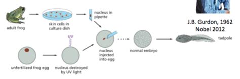 Chapter 8 Control Of Gene Expression Flashcards Quizlet