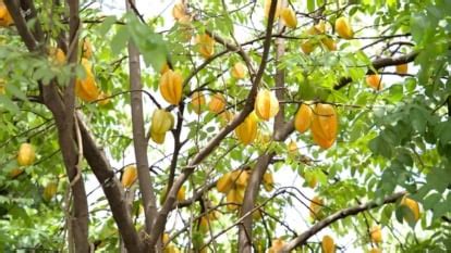 How To Plant Grow And Care For Star Fruit Trees