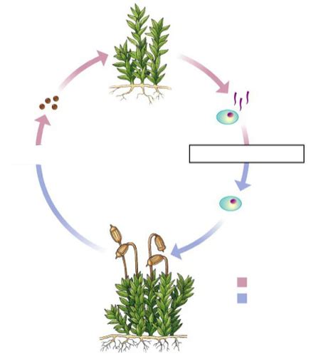 Biology Exam 2 Review Flashcards Quizlet