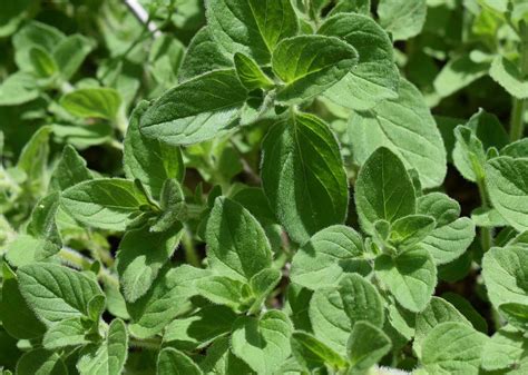 Oregano - Pflanzen-Wunder