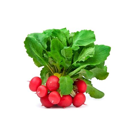 Rabanito Atado Feria Móvil