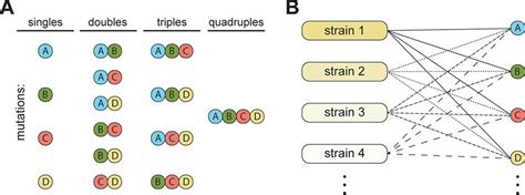 Experimental Setup A Chromosomal Resistance Mutations Were Used To
