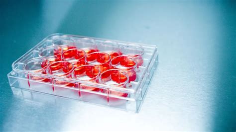 Researchers Make Breakthrough In Bioprinting Functional Human Heart Tissue World Stem Cell Summit