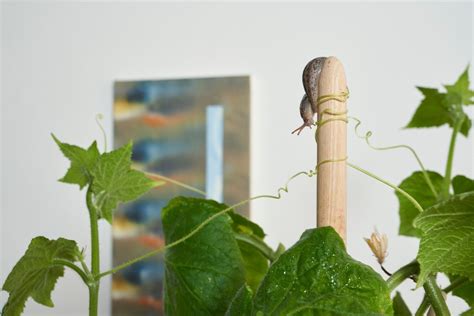 Slug Visit Event At Belmacz In London