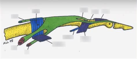 Diagram Of Extensor Apparatus Diagram Quizlet