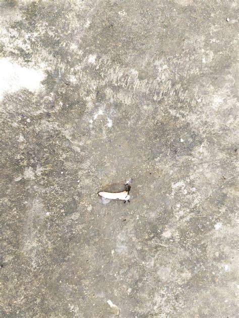 Partie Loctus Photo Gratuite Sur Pixabay Pixabay