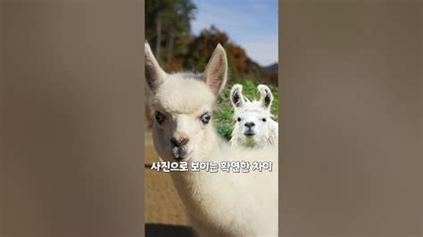 알파카와 라마 구별법 Youtube