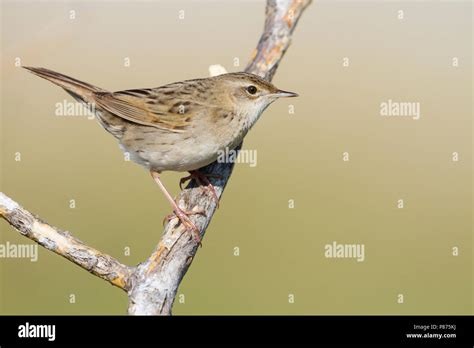 Common Grasshopper Warbler Feldschwirl Locustella Naevia Ssp