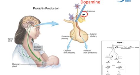 Oxytocic And Tocolytic Drugs And Principles Of Prescribing In