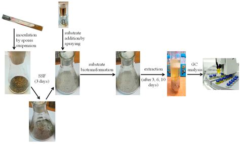 Microbial Kinetic Resolution Of Aroma Compounds Using Solid State Fermentation