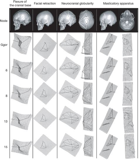 Reconstruction Of Ancestral States Corresponding To The Root And The Download Scientific