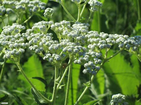 Wild Quinine