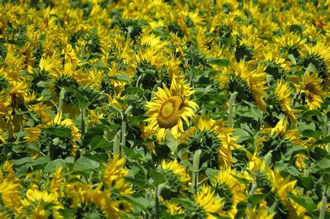 10 000 Sunflower Images And Pictures [hd] Pixabay