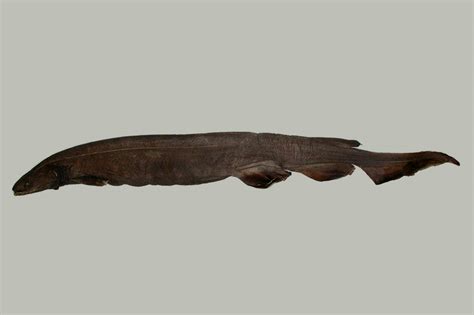 Chlamydoselachus Anguineus