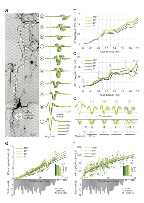 Activation Frequency Dependent Changes In AP Propagation Times And Download Scientific Diagram