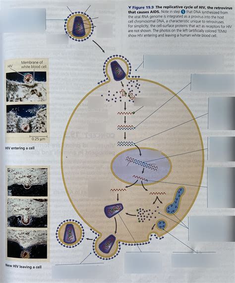Chapter 19 The Replicative Cycle Of Hiv The Retrovirus That Causes