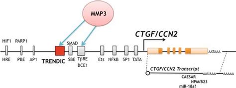 1 A Schematic Drawing Of The Ctgfccn2 Gene Promoter And Transcript