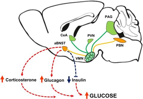 Functional Identification Of A Neurocircuit Regulating Blood Glucose Pmc