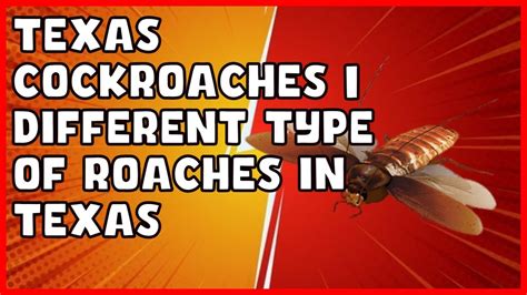 Texas Roach Guide Identify Types And Control Them Howspruceblog