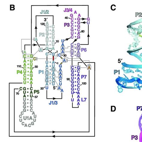 Global Architecture Of The Ligase Ribozyme A Secondary Structure And