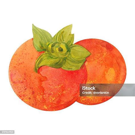 두 워터컬러 Persimmons 수채화에 대한 스톡 벡터 아트 및 기타 이미지 수채화 0명 가을 Istock