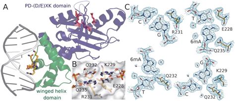 Crystal Structure Of The Rdpni Dna Complex A Overview Of The Rdpni