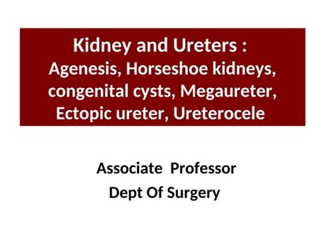 The Mesonephric Duct And Embryology Of Ureter Ppt