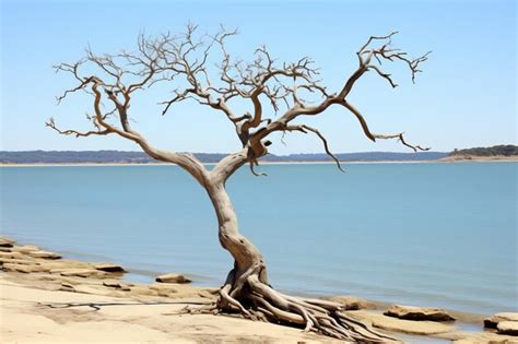 Premium Ai Image A Dead Tree On The Shore Of A Body Of Water