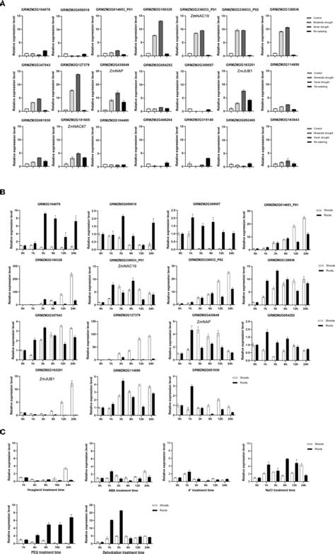 Transcriptome Analysis In Contrasting Maize Inbred Lines And Functional