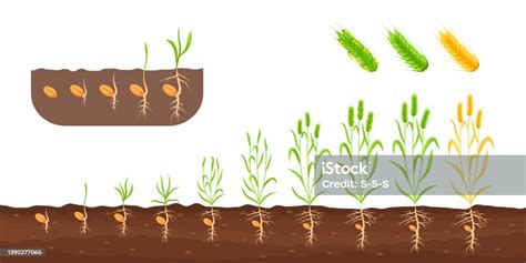 밀 성장 단계 발아 진정 식물 새싹 재배 농장 재배 뿌리 씨앗 라이프 사이클 농업 성장 단계 식물 고립 된 정확한 벡터 일러스트