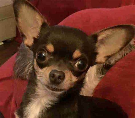 Holly 2 Year Old Female Chihuahua Available For Adoption
