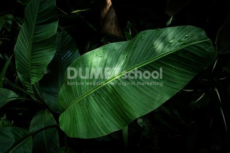 Membuat Background Gambar Menjadi Blur Kursus Website Digital Marketing Desain Grafis