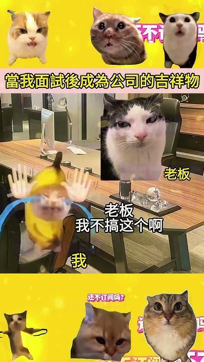 猫meme 猫meme小剧场 內容過於真實 貓meme 搞笑 猫meme Funny 迷恋 Cat 萌宠 猫meme小