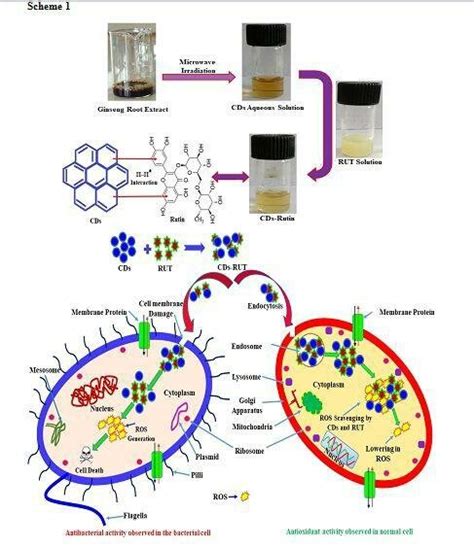 A Schematic Presentation For The Synthesis Procedure And Applications