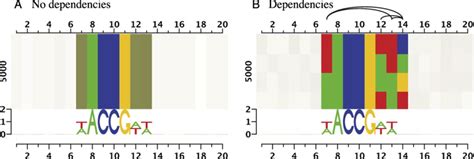 Dependency Logos Reveal Dependencies Between Binding Site Positions Download Scientific