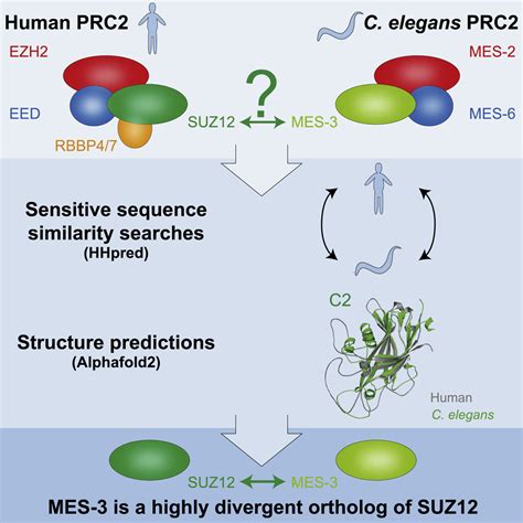 Caenorhabditis Elegans Mes 3 Is A Highly Divergent Ortholog Of The